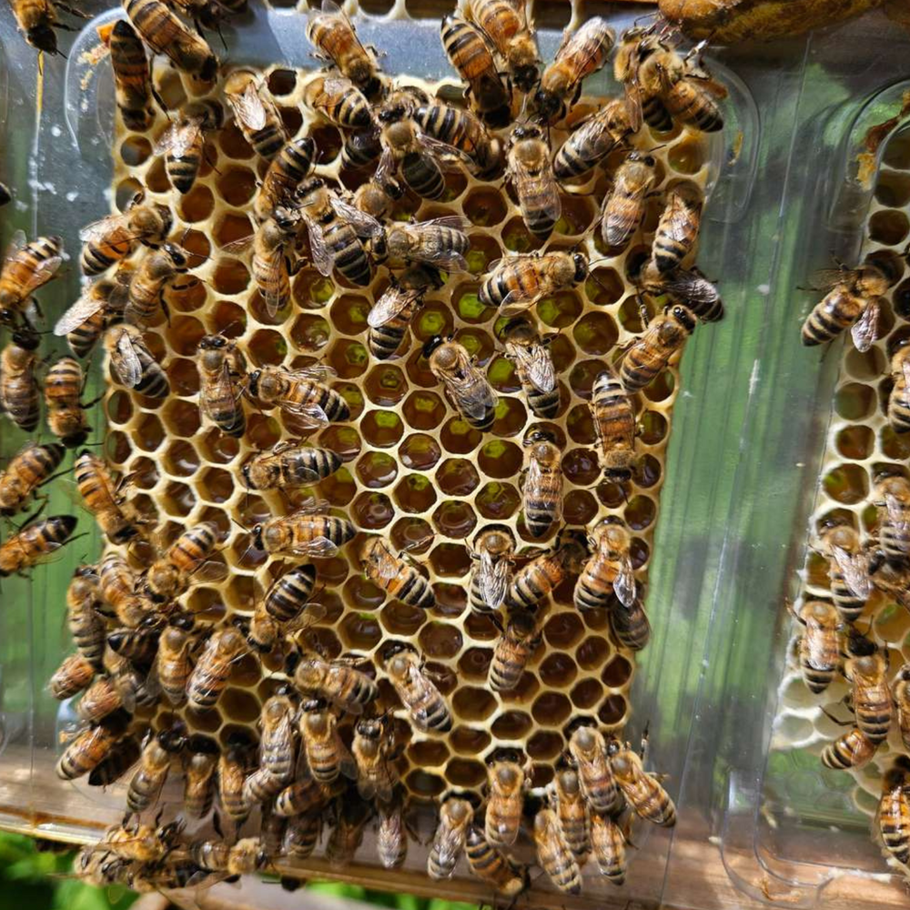 SimplKomb | In-Hive Package, Comb Honey Production & Harvest Solution