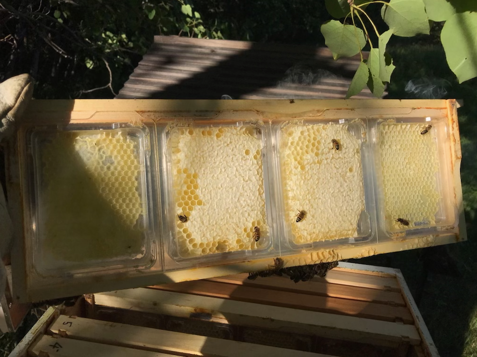 SimplKomb | In-Hive Package, Comb Honey Production Solution